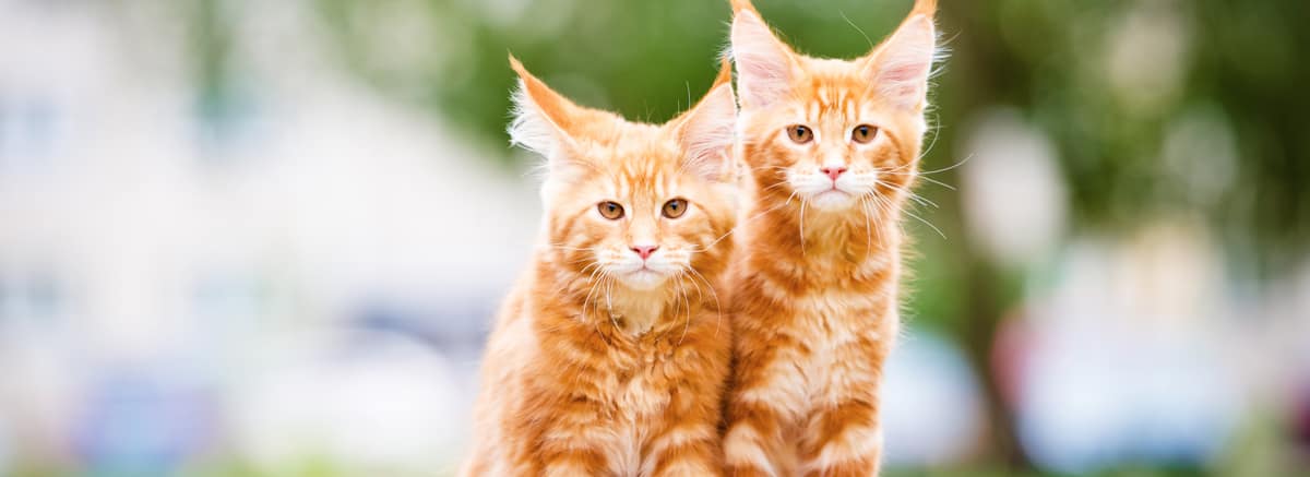 Our Staff - Dadeville Animal Clinic